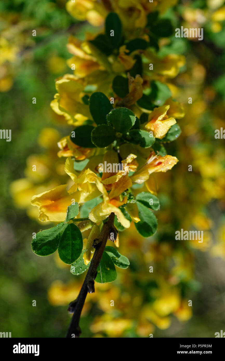 Cytisus scoparius, the common broom or Scotch broom Stock Photo - Alamy