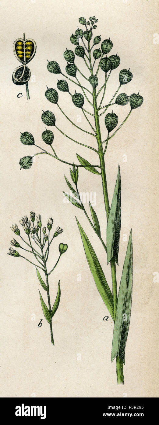 Camelina sativa hi-res stock photography and images - Alamy