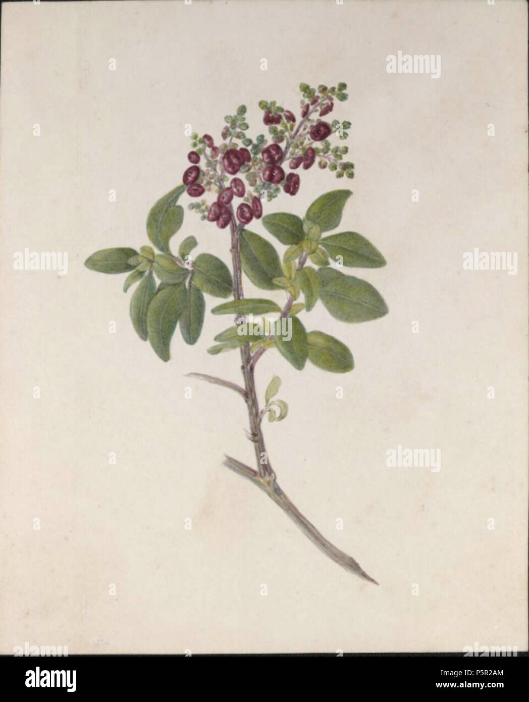 Fereday High Resolution Stock Photography and Images - Alamy