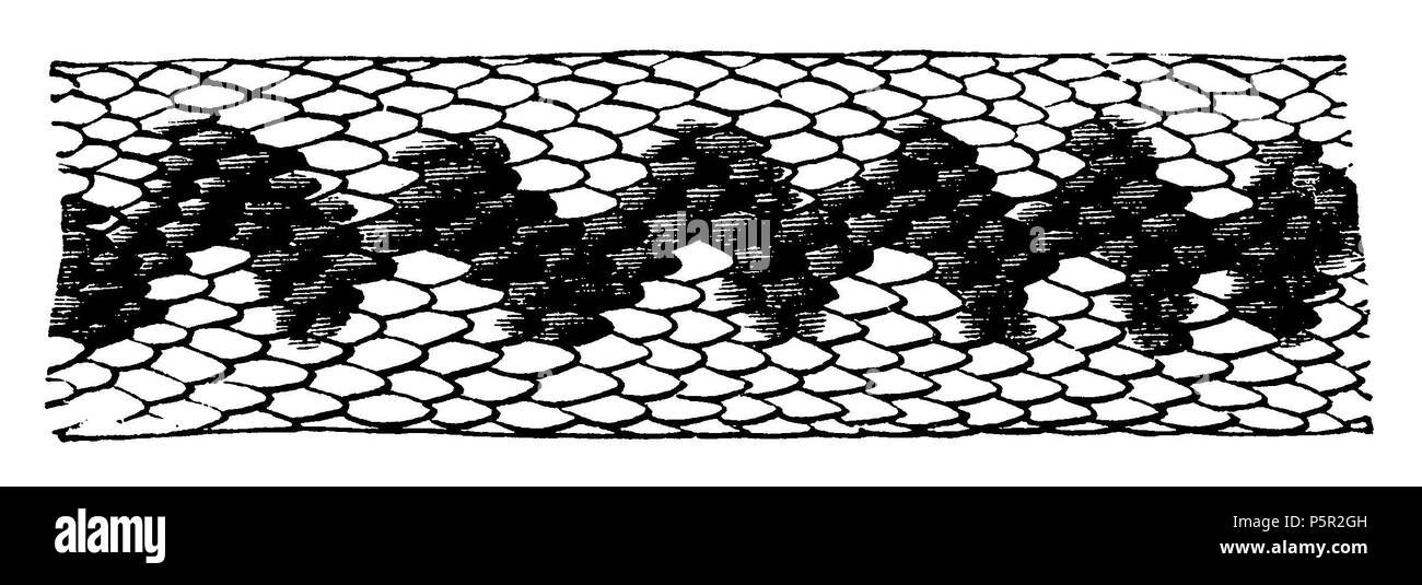 Adder, common viper back pattern Stock Photo - Alamy