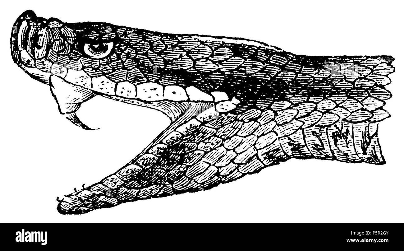 Schlangenbiss Cut Out Stock Images & Pictures - Alamy