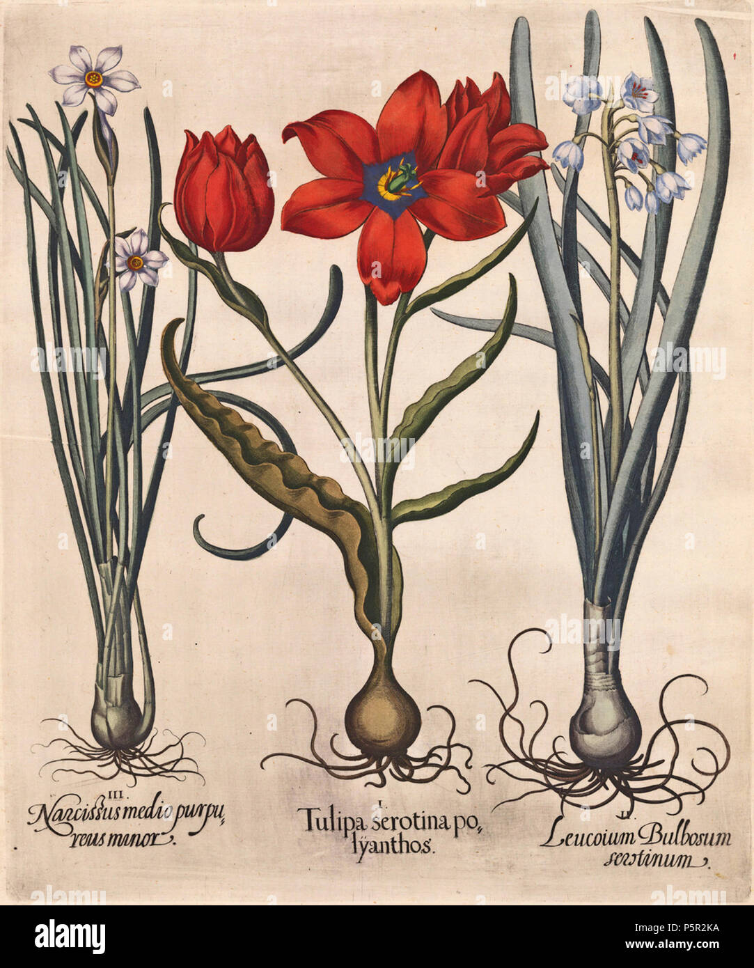 Basilius besler hi-res stock photography and images - Alamy