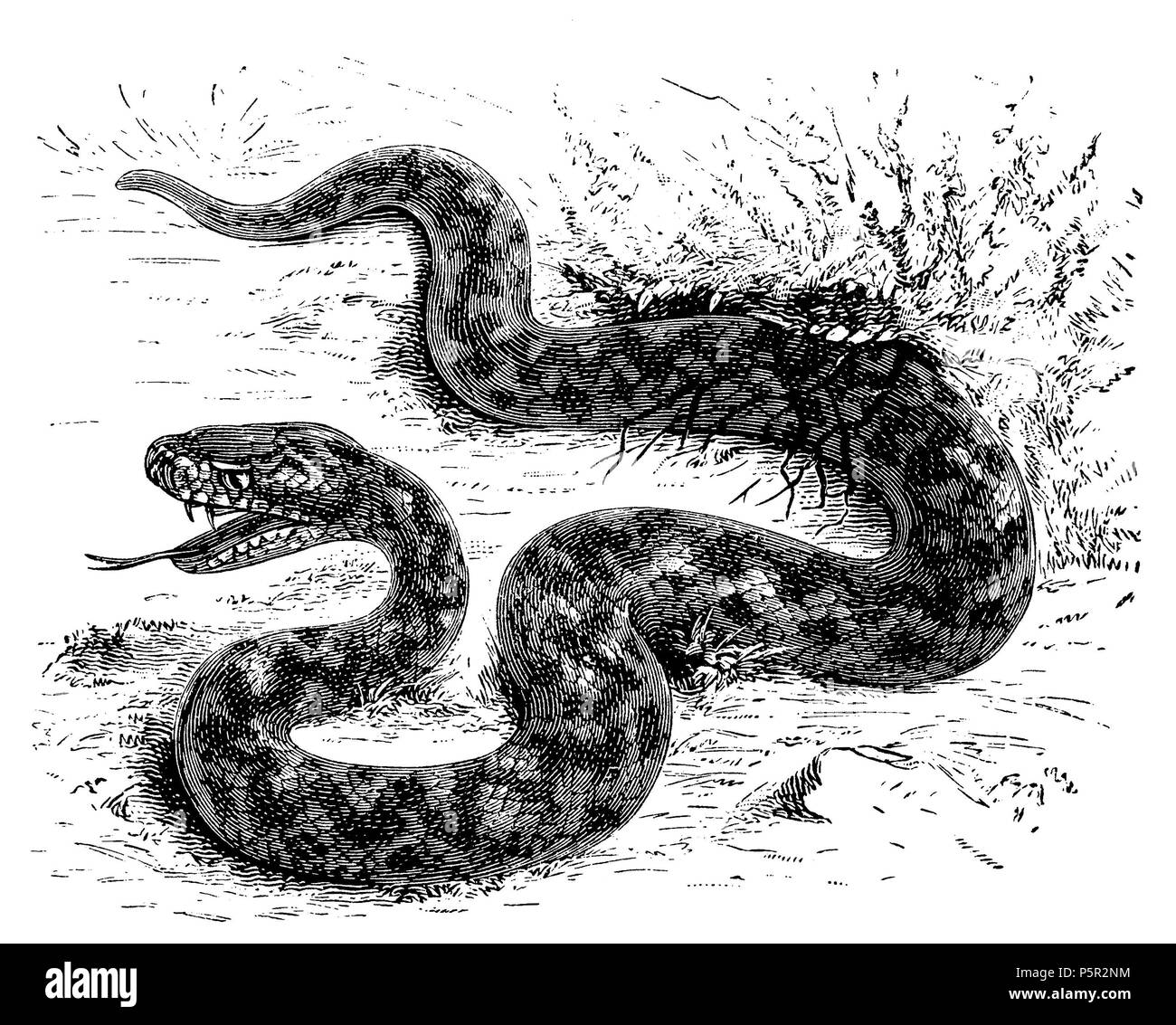 Kreuzotter Cut Out Stock Images & Pictures - Alamy