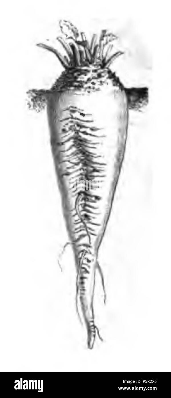 Betterave blanche hi-res stock photography and images - Alamy