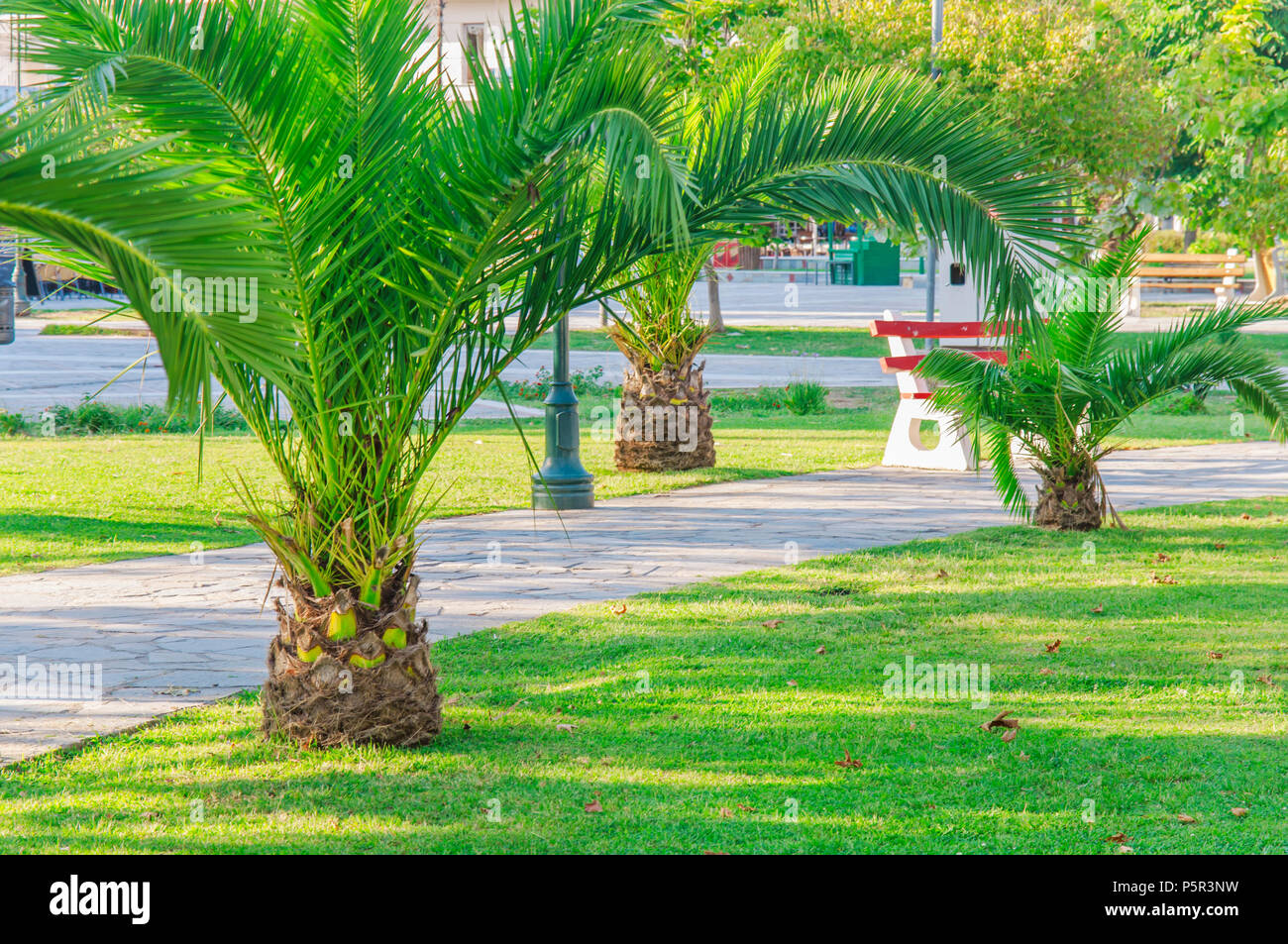 Coconut palm tree along the promenade Stock Photo - Alamy
