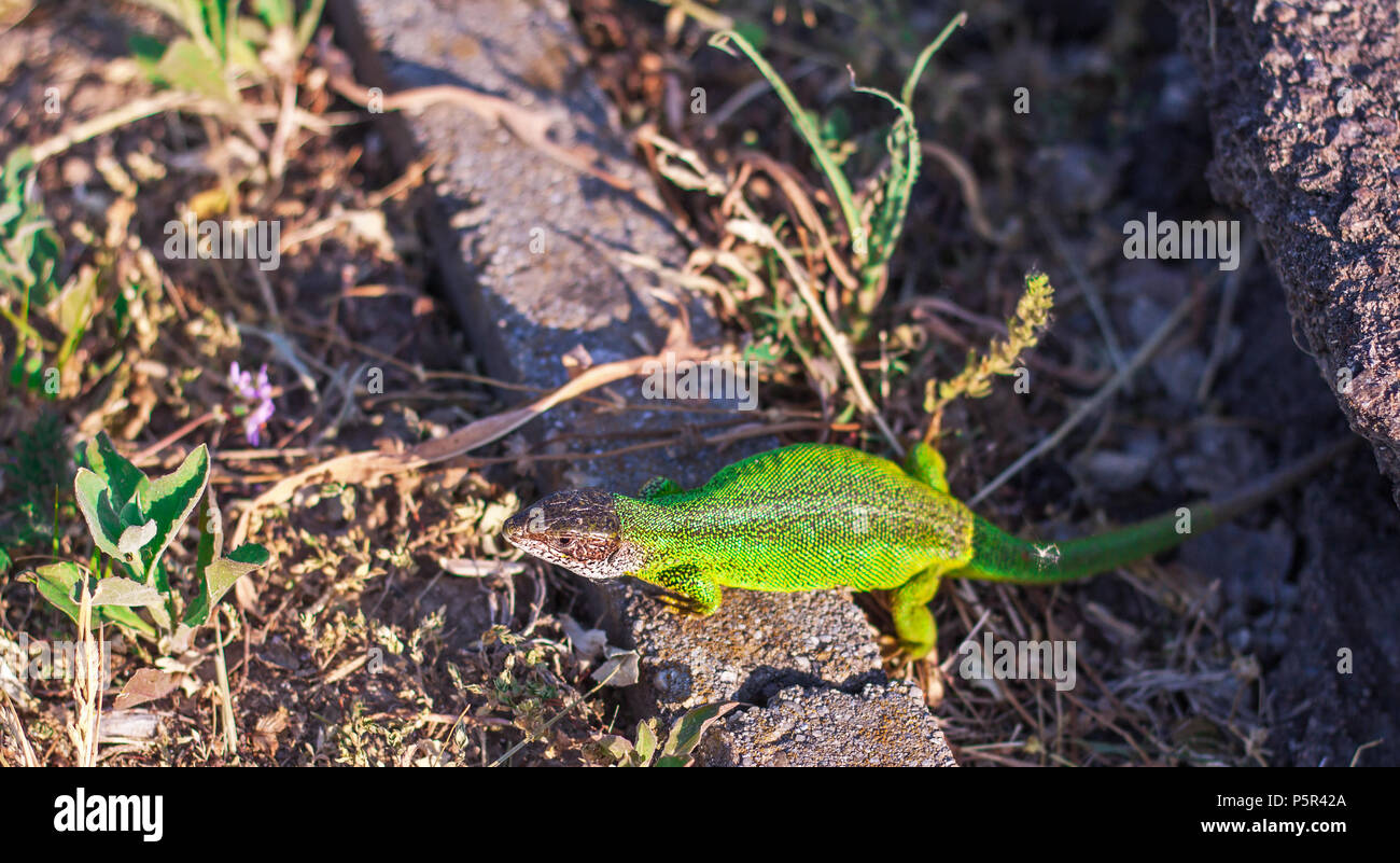 Close-up view of a lizard laying on a concrete border Stock Photo - Alamy