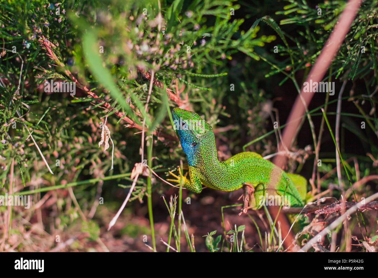 Colorful lizard hi-res stock photography and images - Alamy