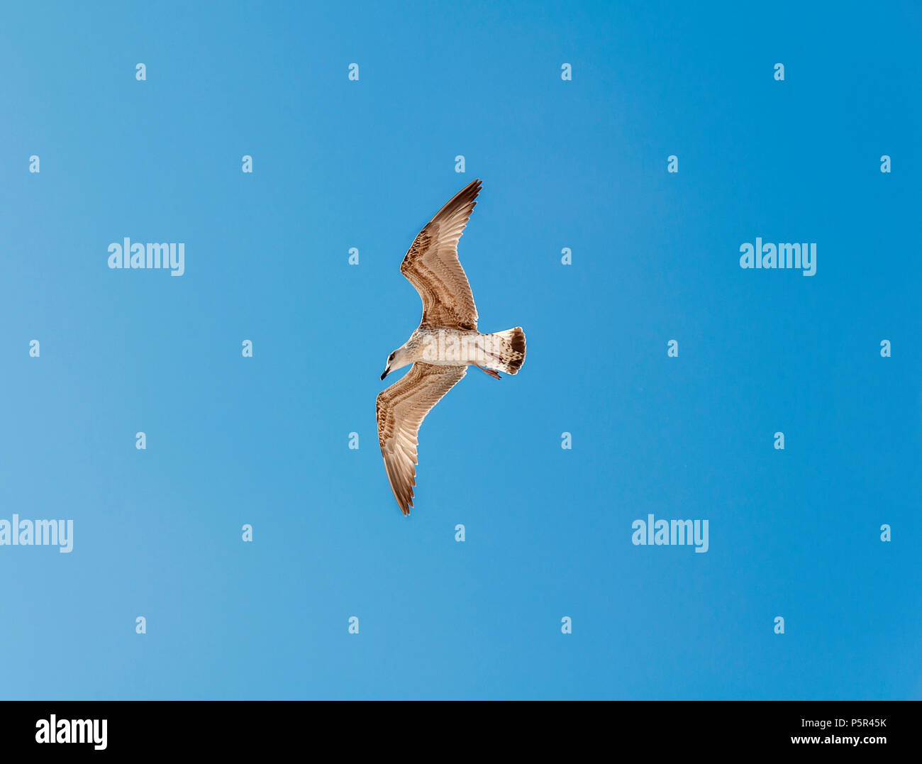 Flying seagull in blue sky Stock Photo - Alamy