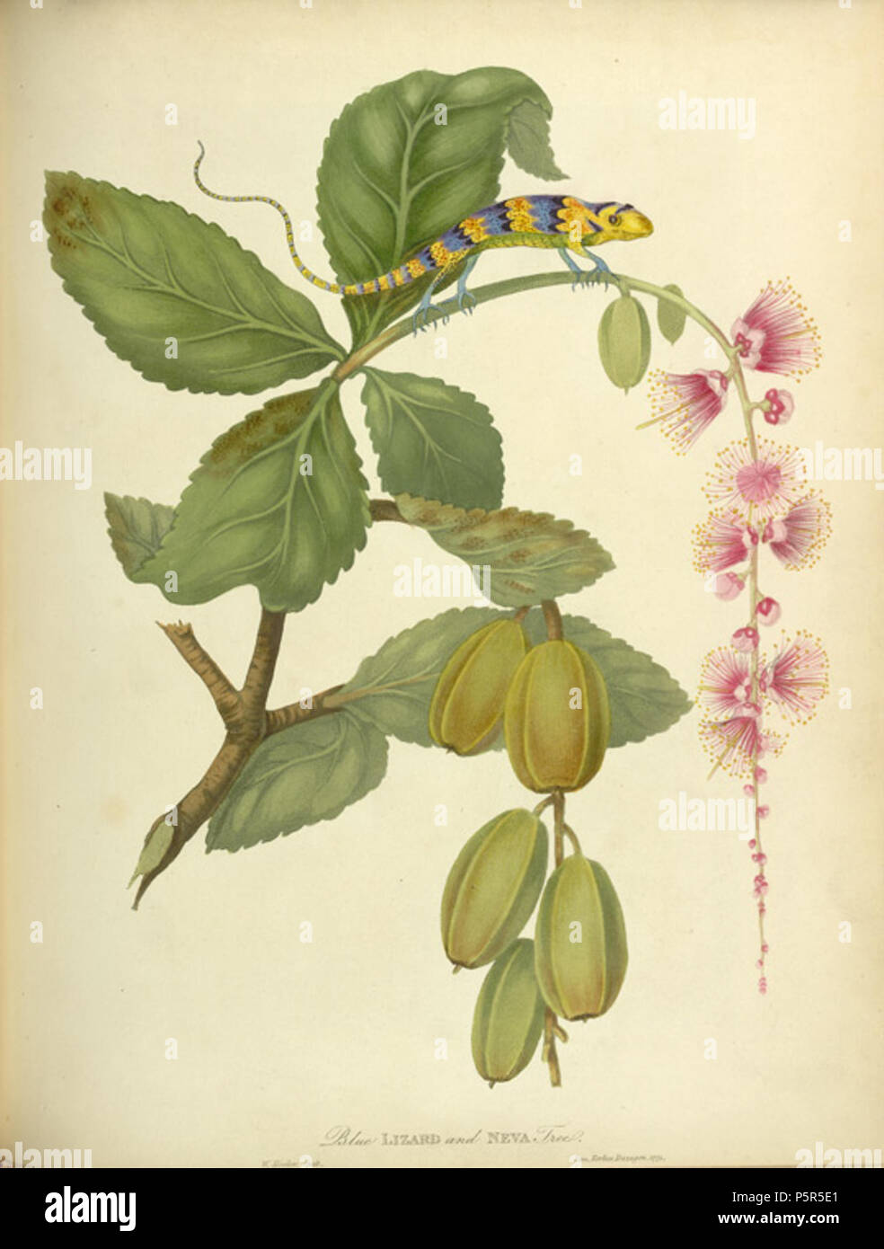 N/A. English: Blue Lizard and Neva tree. Plate twenty-five from the ...
