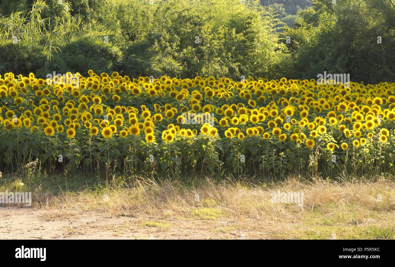 Yellow Field Flowers Farm Italy High Resolution Stock Photography and ...