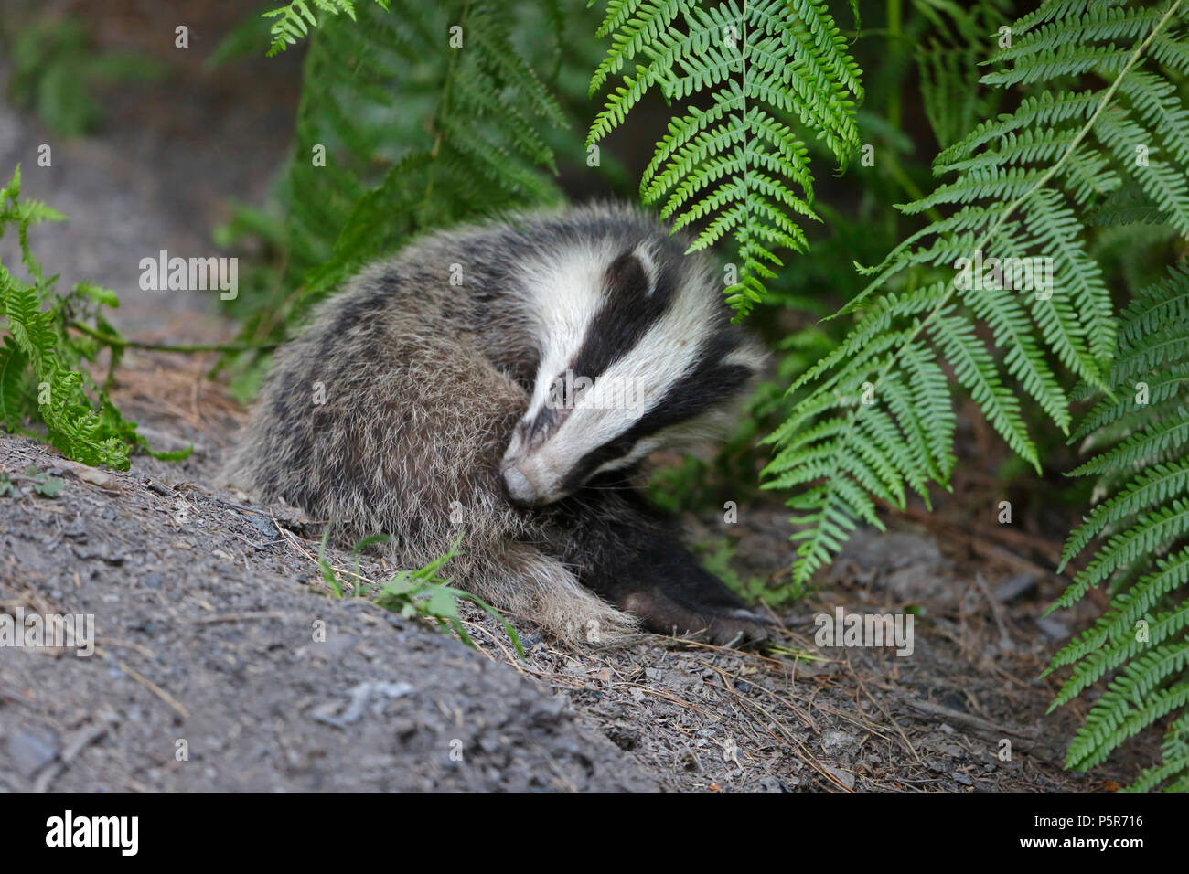 Eurasian badger meles meles cub hi-res stock photography and images - Alamy