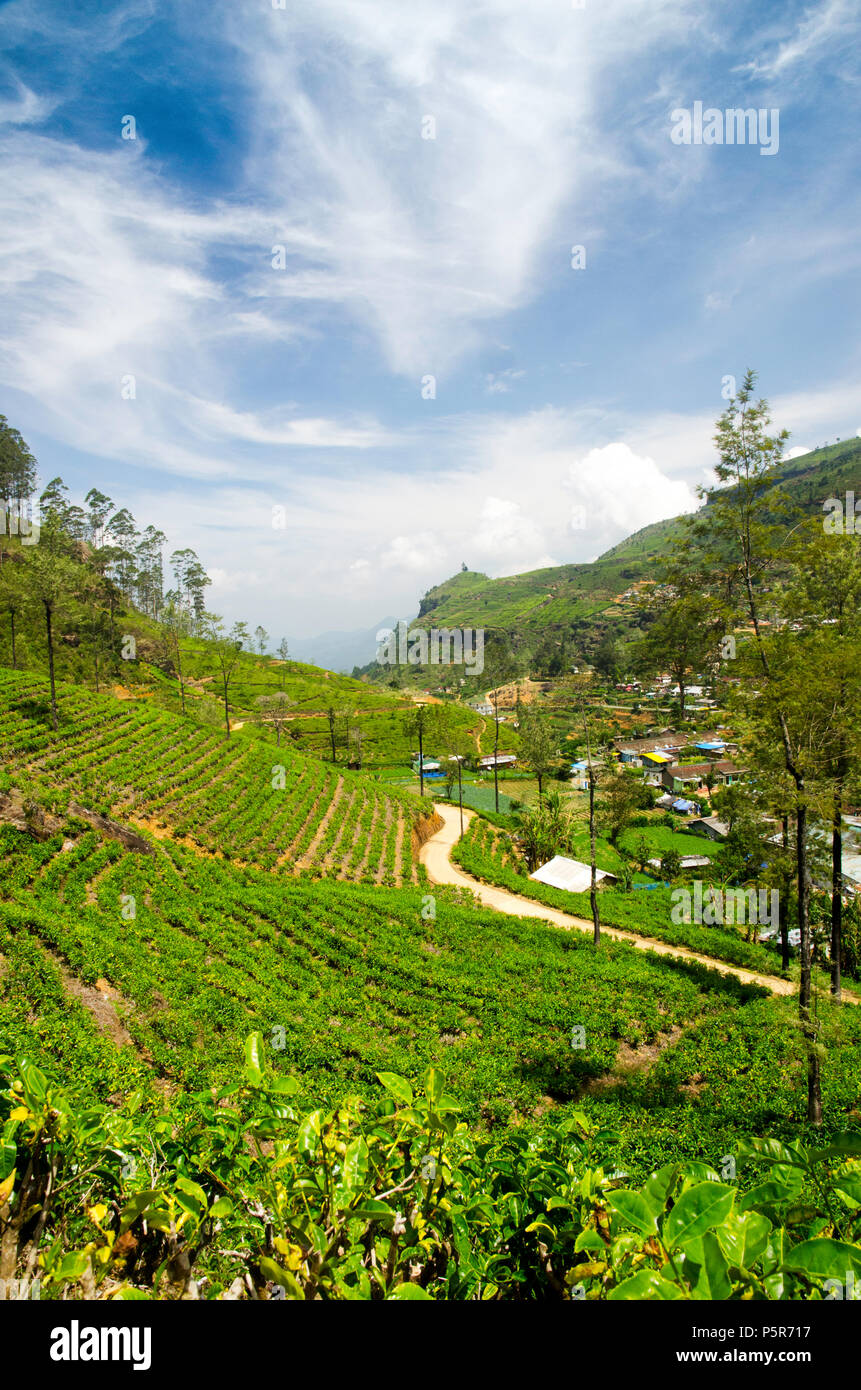 Tea Estate Sri Lanka High Resolution Stock Photography and Images - Alamy