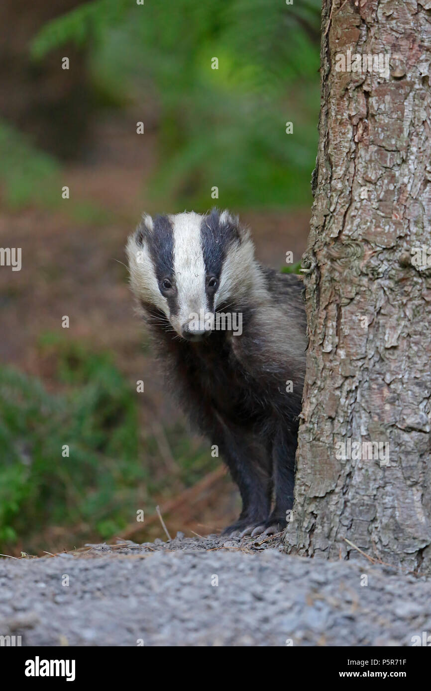 Adult Badger in the Forest of Dean Stock Photo - Alamy