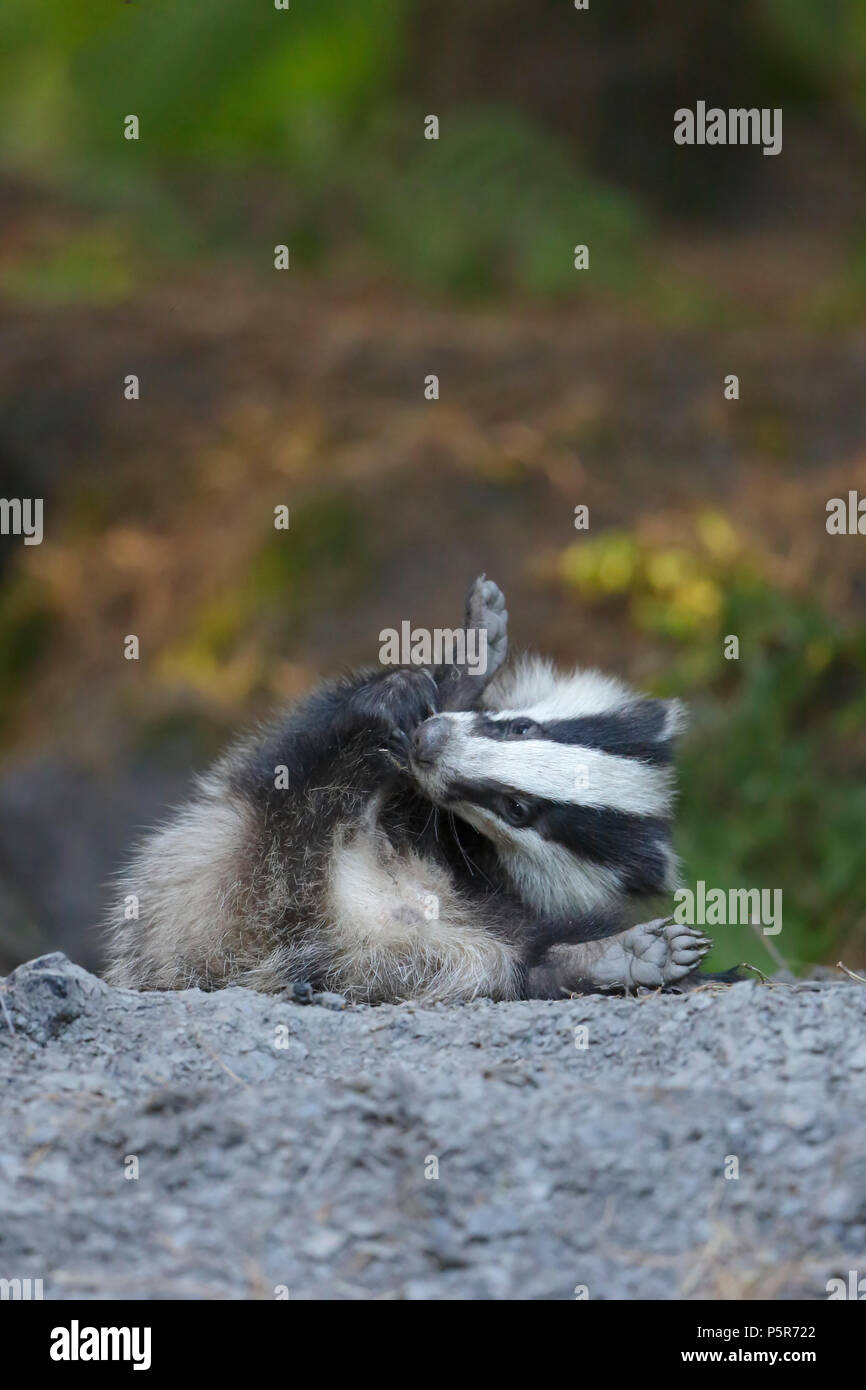 Badger cub grooming in the Forest of Dean Stock Photo - Alamy