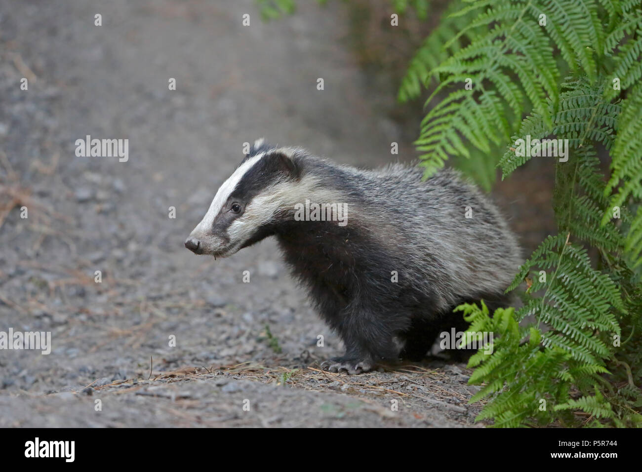 Cub badger hi-res stock photography and images - Alamy