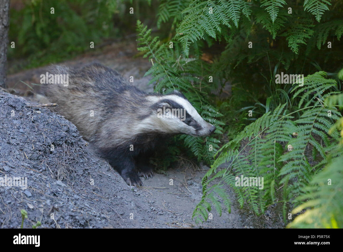 Adult Badger in the Forest of Dean Stock Photo - Alamy