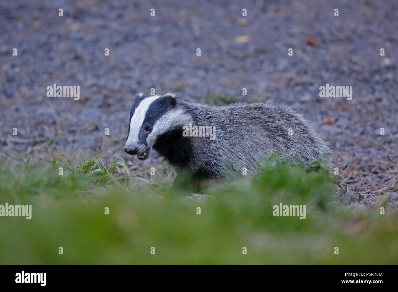 Badger in the Forest of Dean Stock Photo - Alamy