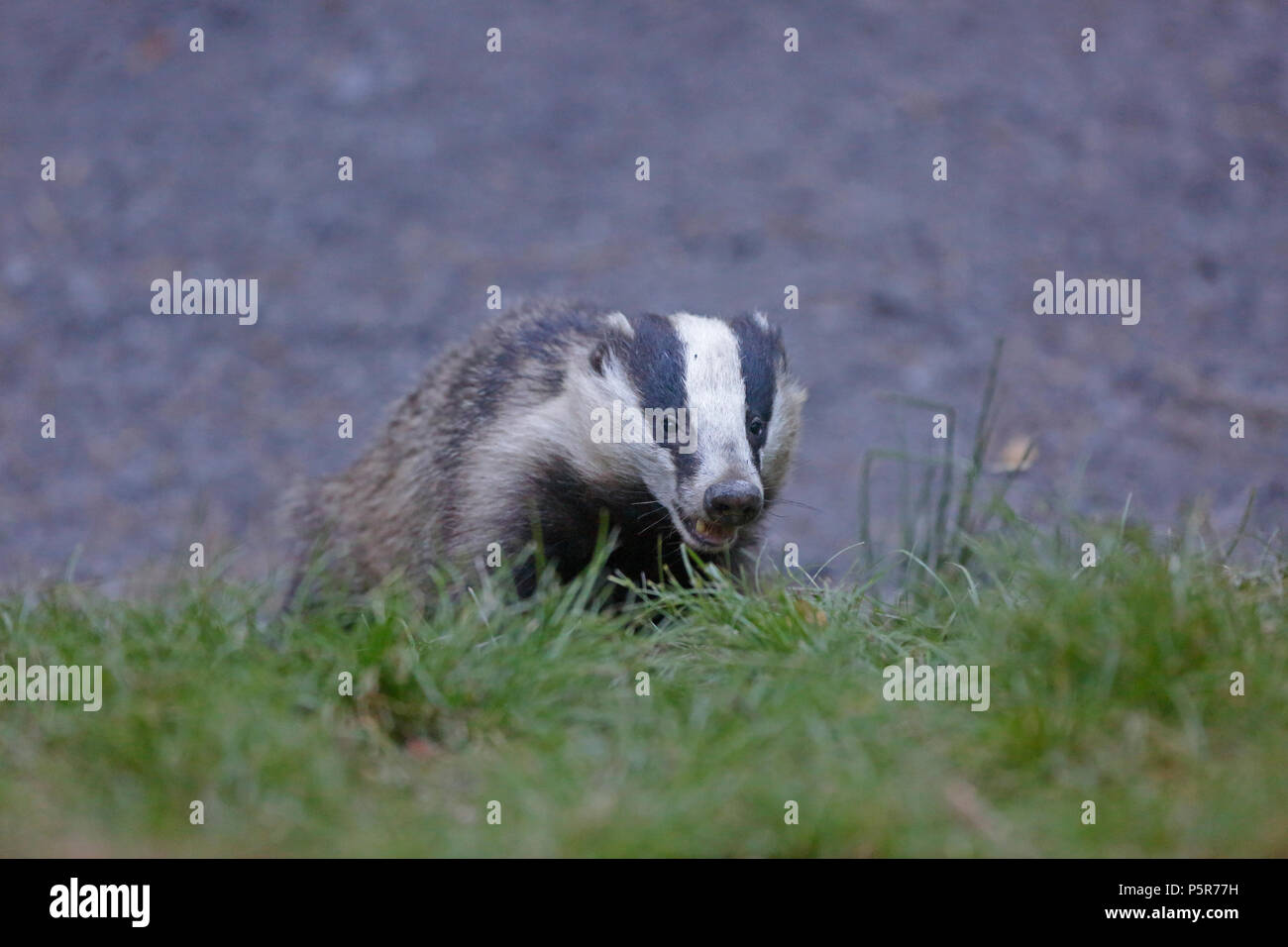 Adult Badger in the Forest of Dean Stock Photo - Alamy