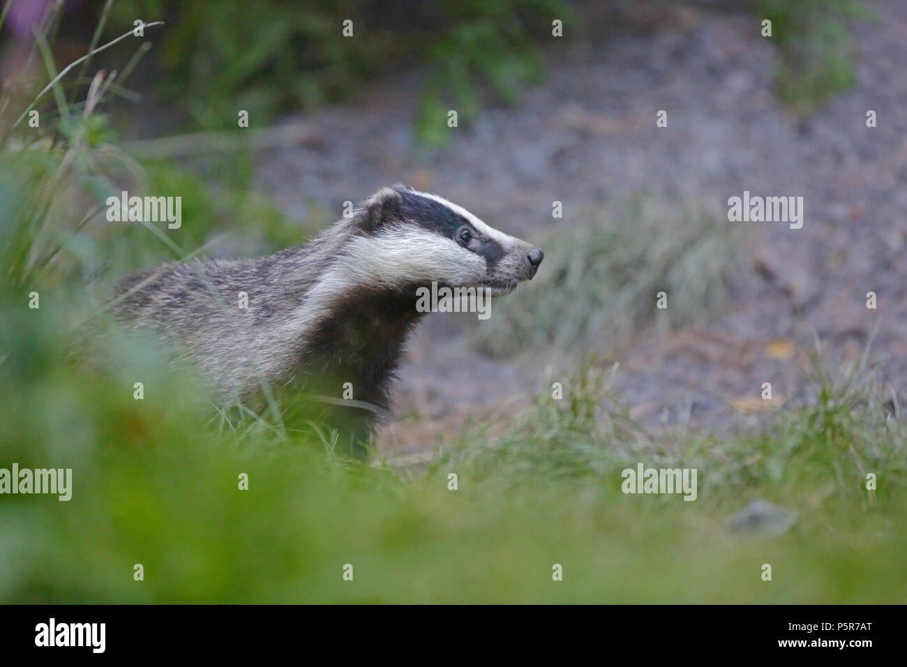 Adult Badger in the Forest of Dean Stock Photo - Alamy
