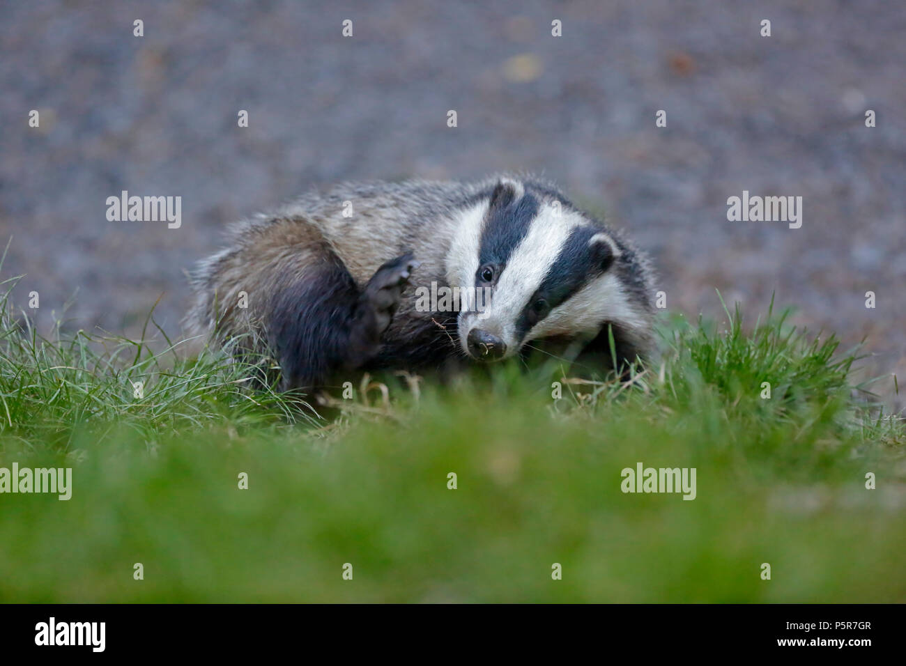 Badger cub scratching in the Forest of Dean Stock Photo - Alamy