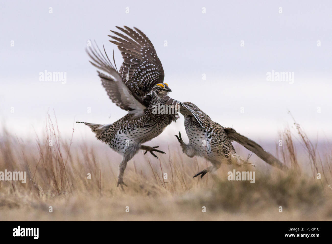 Intense fighting between two male Sharptail Grouse Stock Photo - Alamy