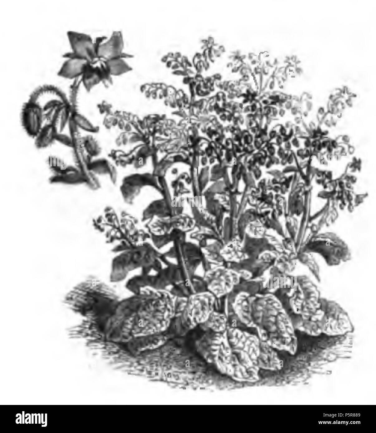Bourrache officinale Black and White Stock Photos & Images - Alamy