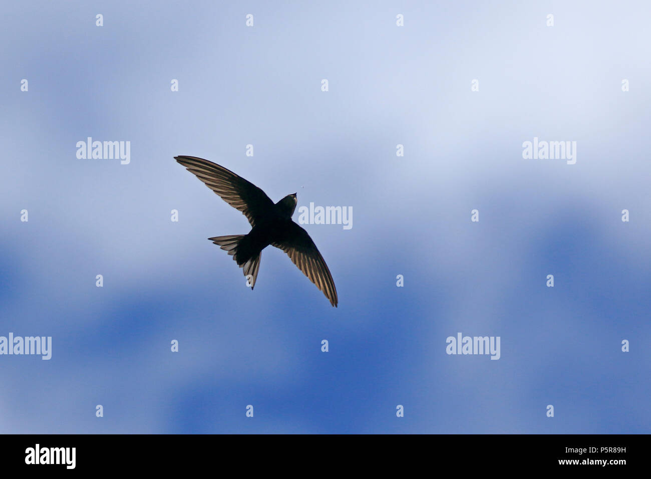 Common swift flight hi-res stock photography and images - Alamy