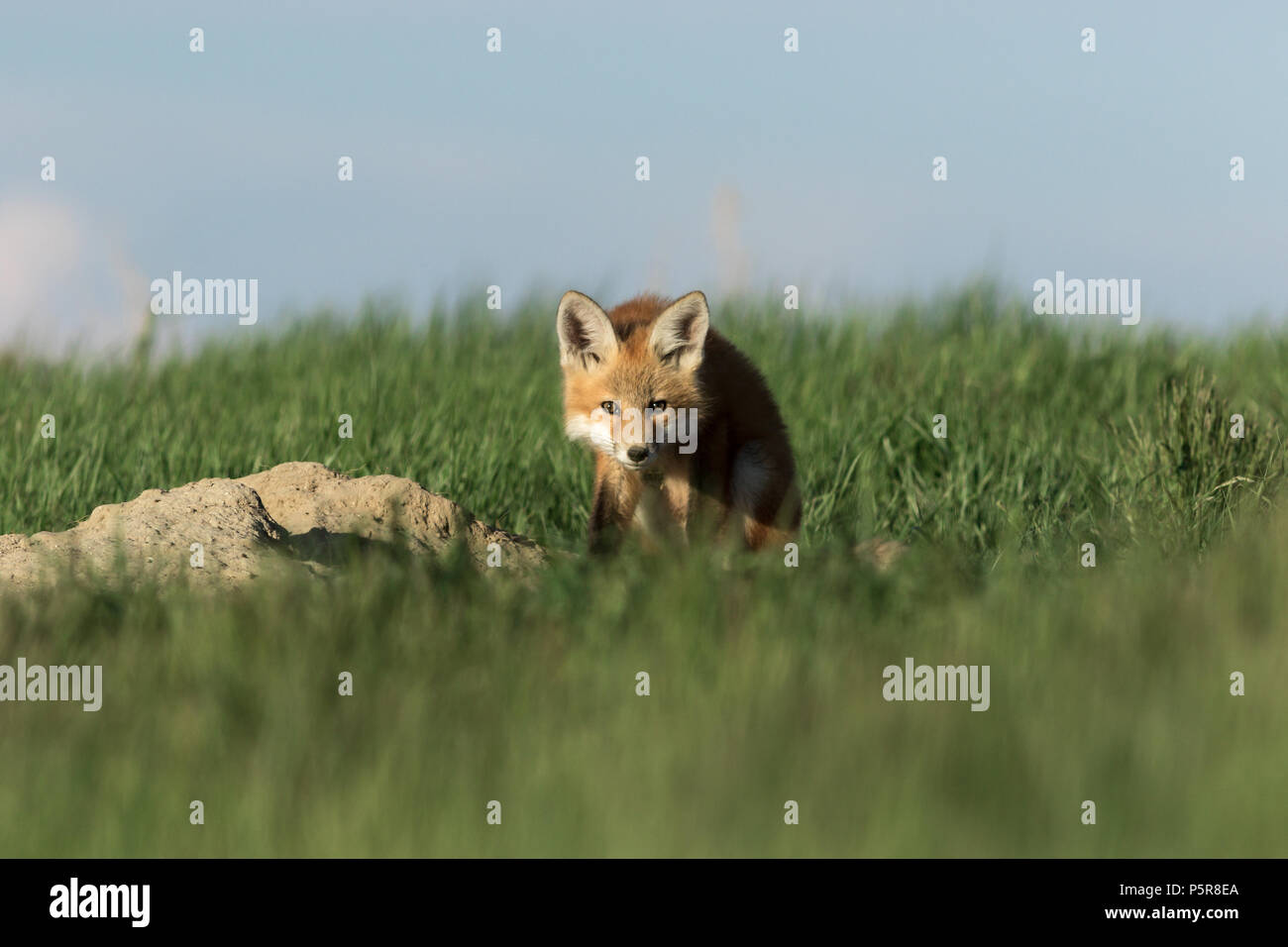 Curious fox hi-res stock photography and images - Alamy