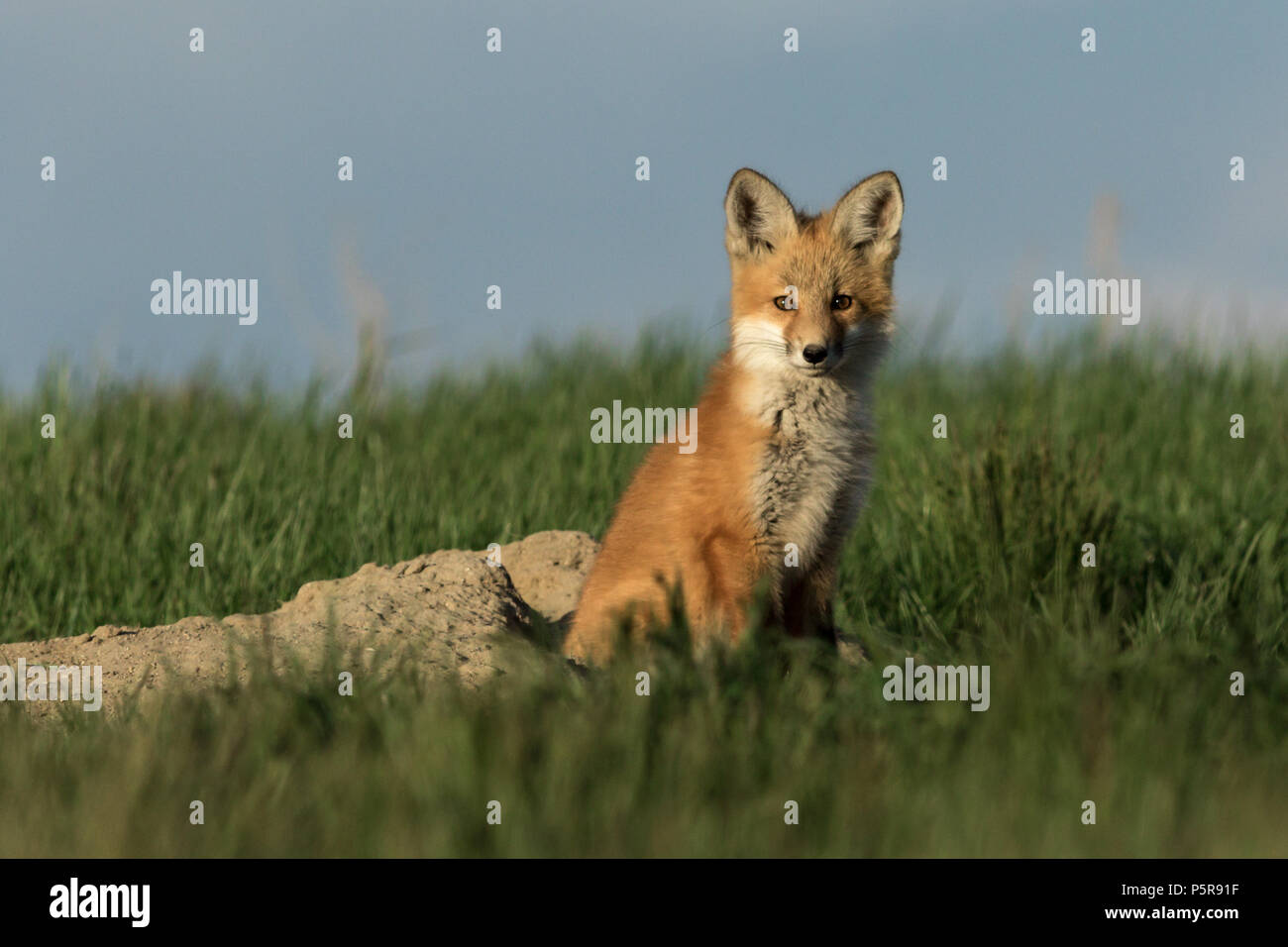 Beautiful young fox sitting outside of its den Stock Photo - Alamy