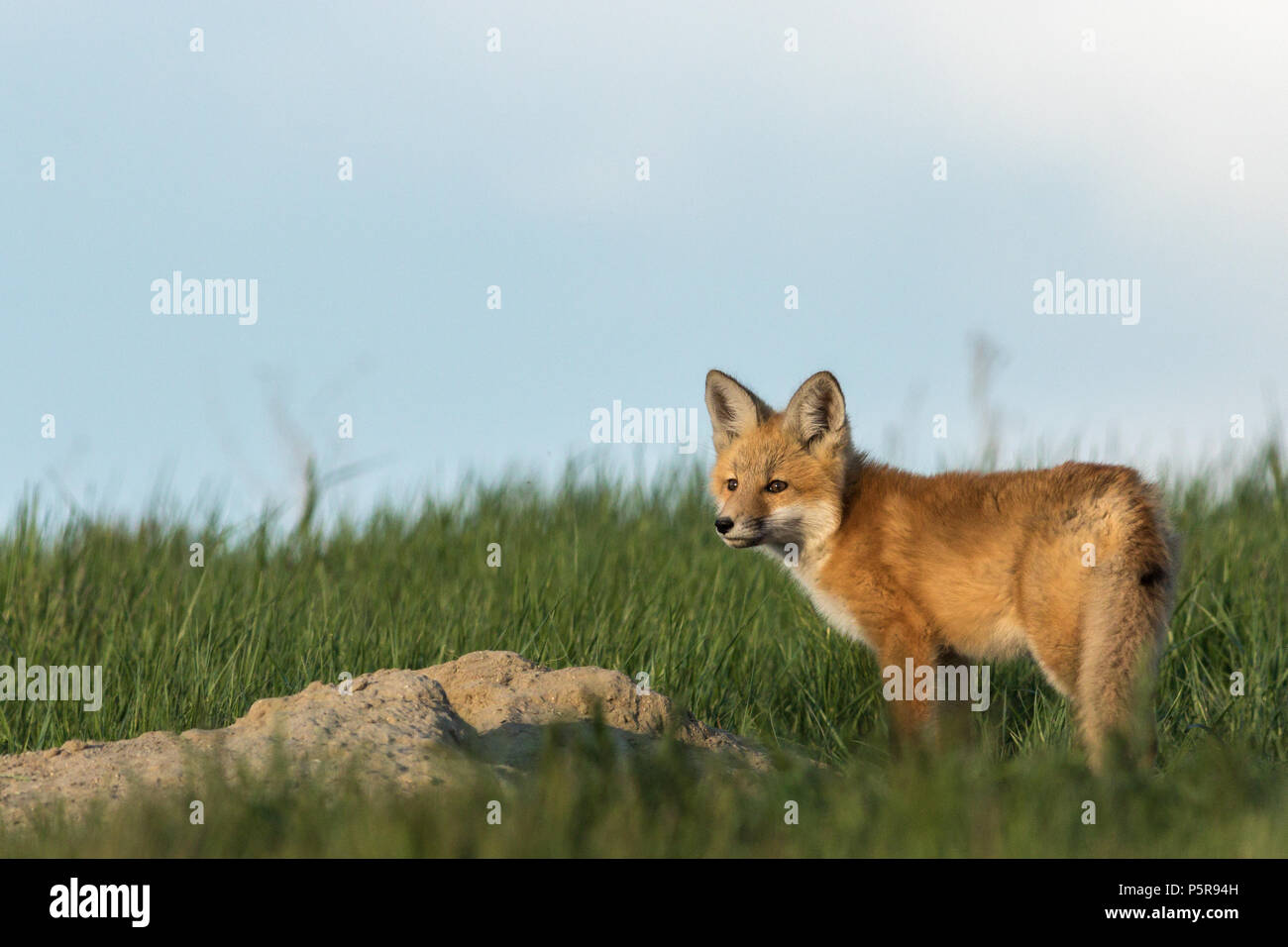 Red fox kits den hi-res stock photography and images - Alamy