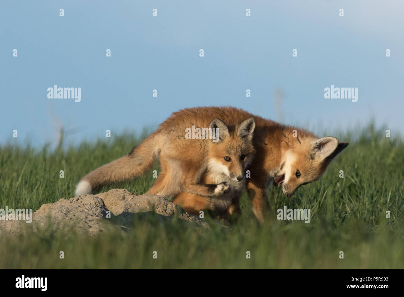 Red fox pups den hi-res stock photography and images - Alamy