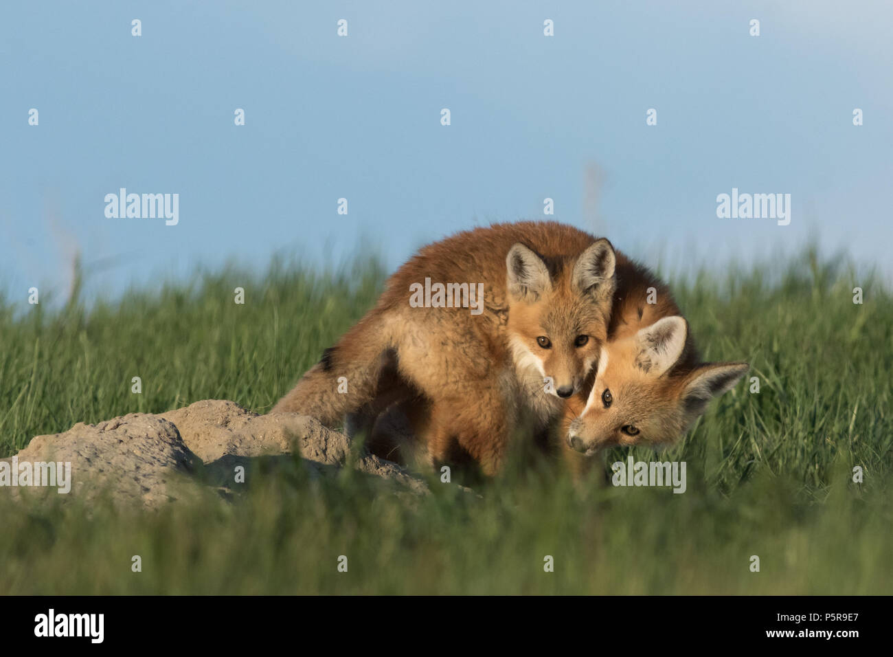 Red fox pups hi-res stock photography and images - Alamy