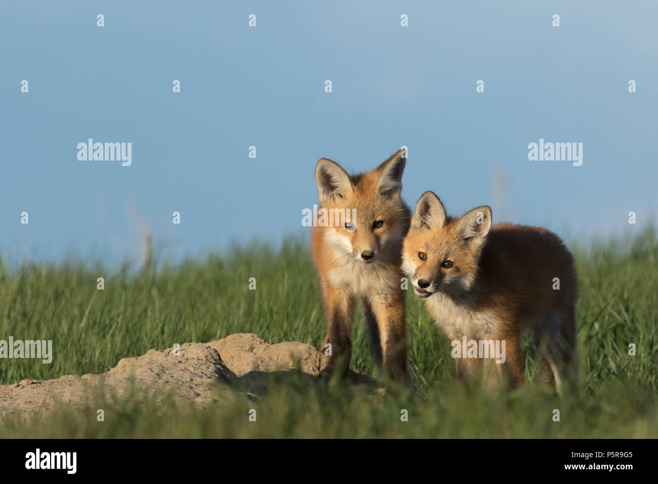 Beautiful fox hi-res stock photography and images - Alamy