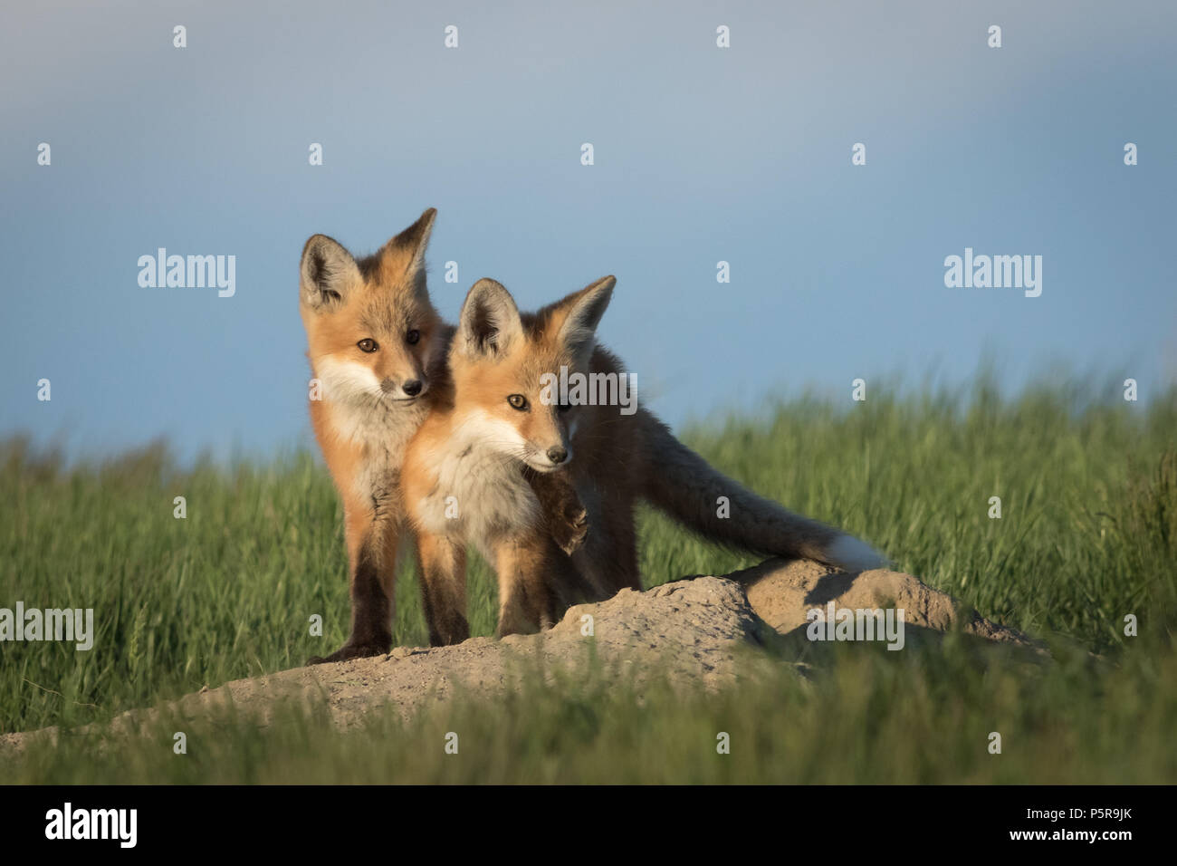 Adorable Fox High Resolution Stock Photography and Images - Alamy