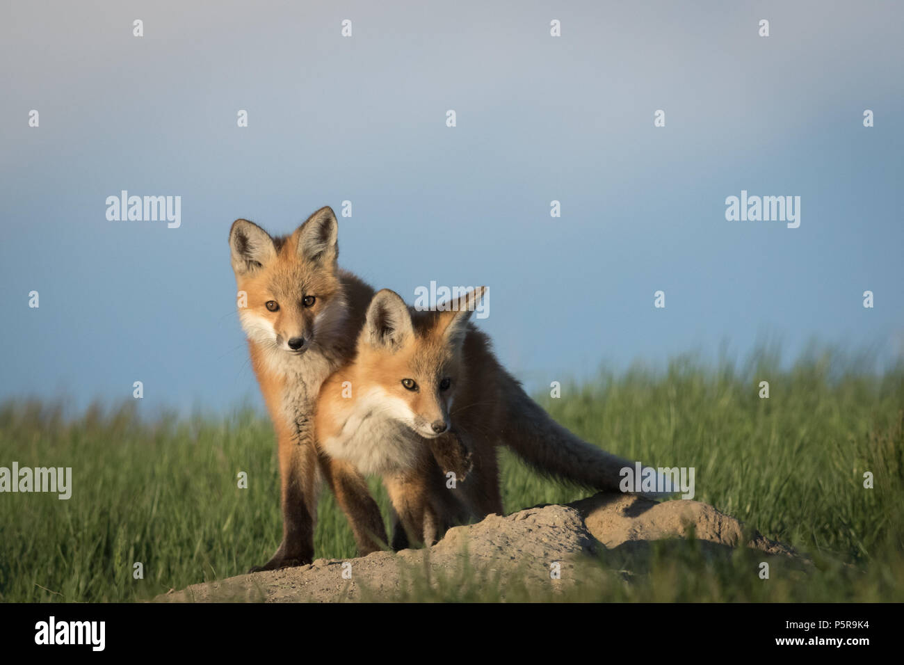 Red fox pups hi-res stock photography and images - Alamy
