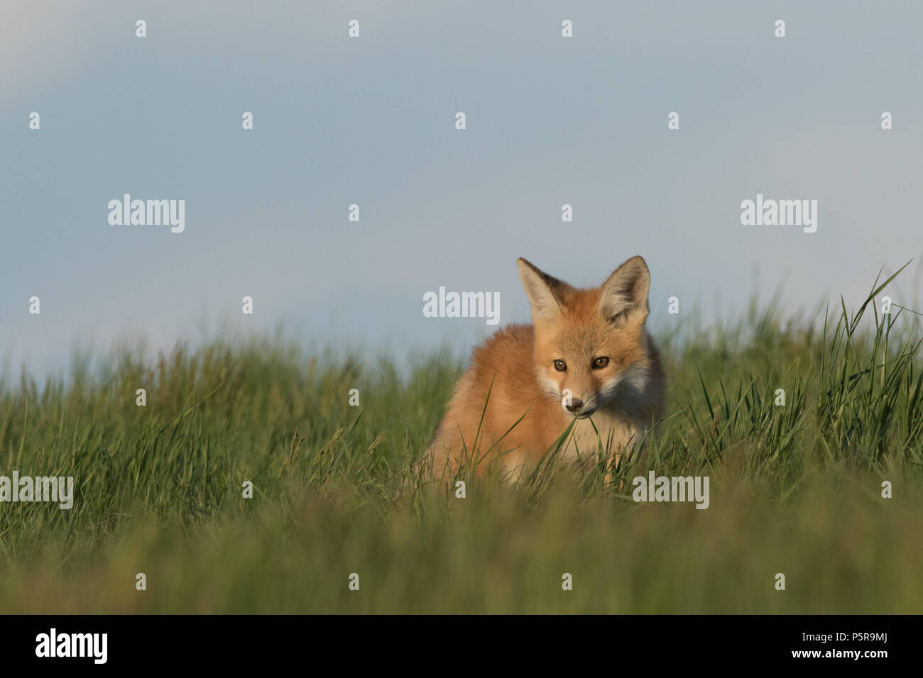 Red fox kits den hi-res stock photography and images - Alamy