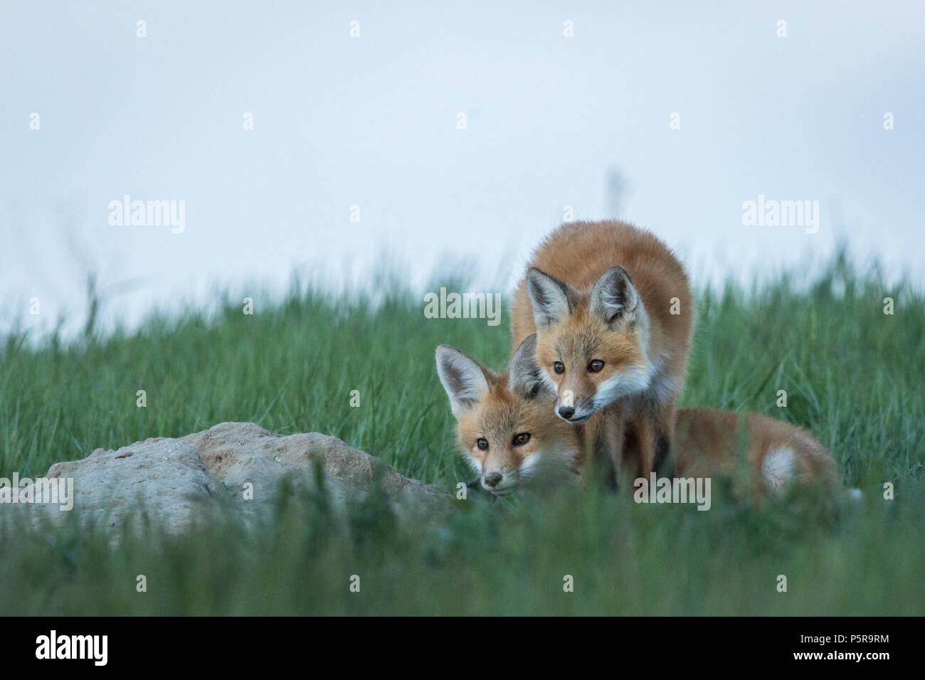 Fox pups den hi-res stock photography and images - Alamy