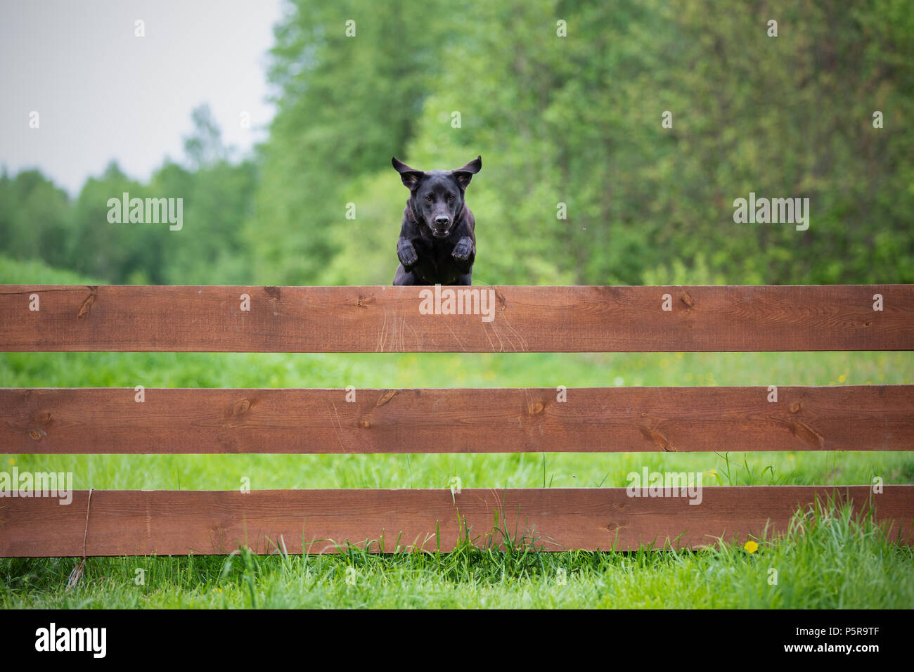 Black labrador dog jumping fence hi-res stock photography and images ...
