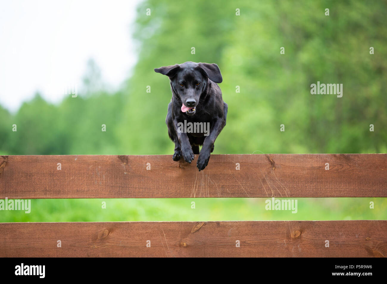 Black labrador jumping over the fence Stock Photo - Alamy