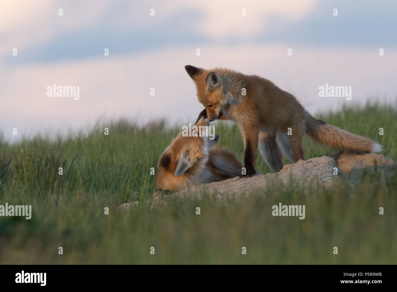 Curious fox pups hi-res stock photography and images - Alamy