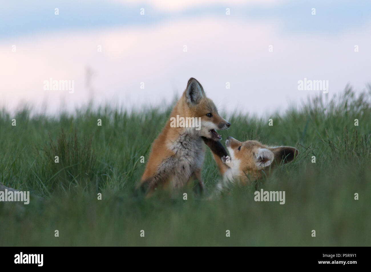 Red fox pups playing hi-res stock photography and images - Alamy
