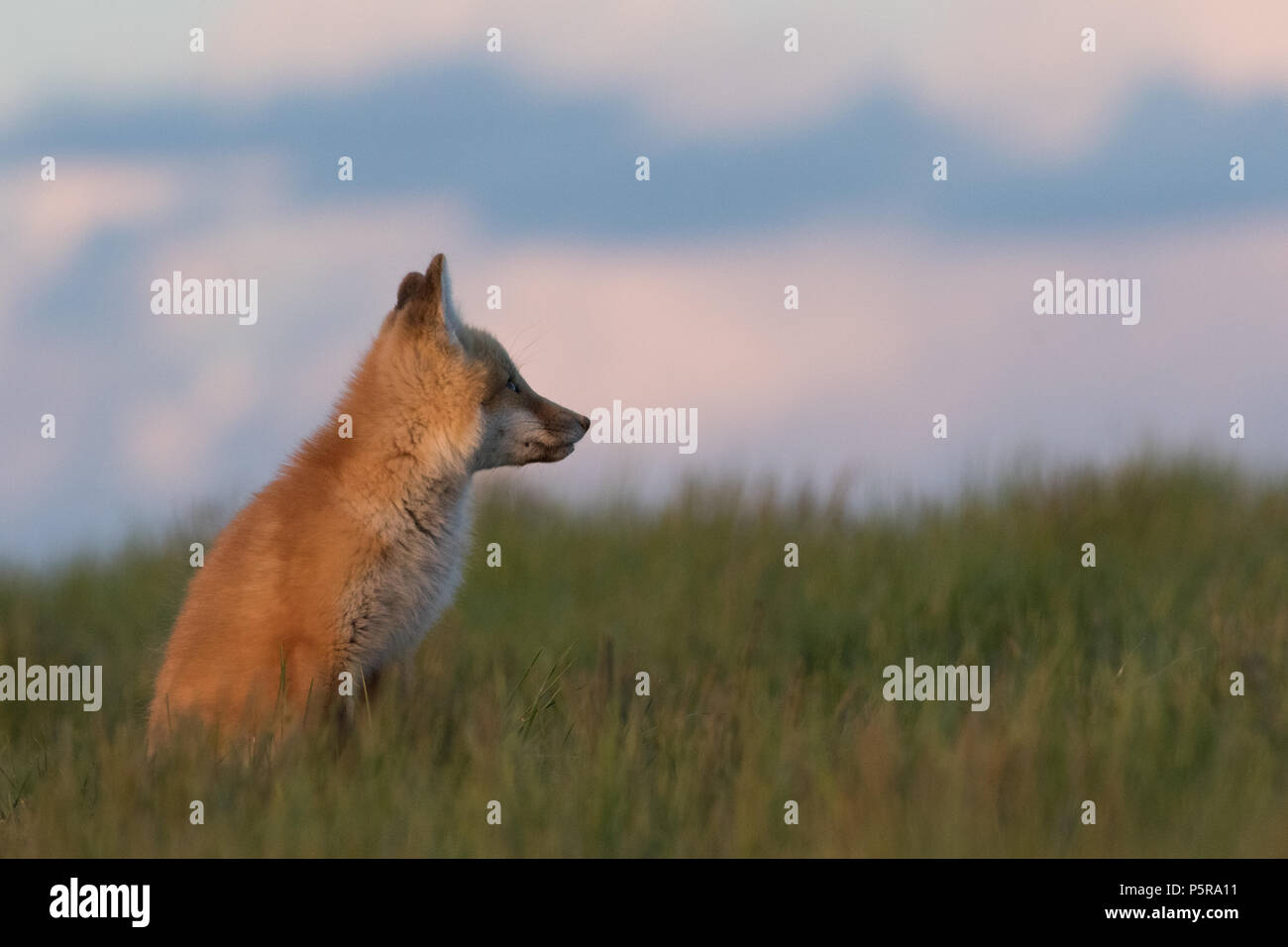 Young fox staring into the distance Stock Photo - Alamy