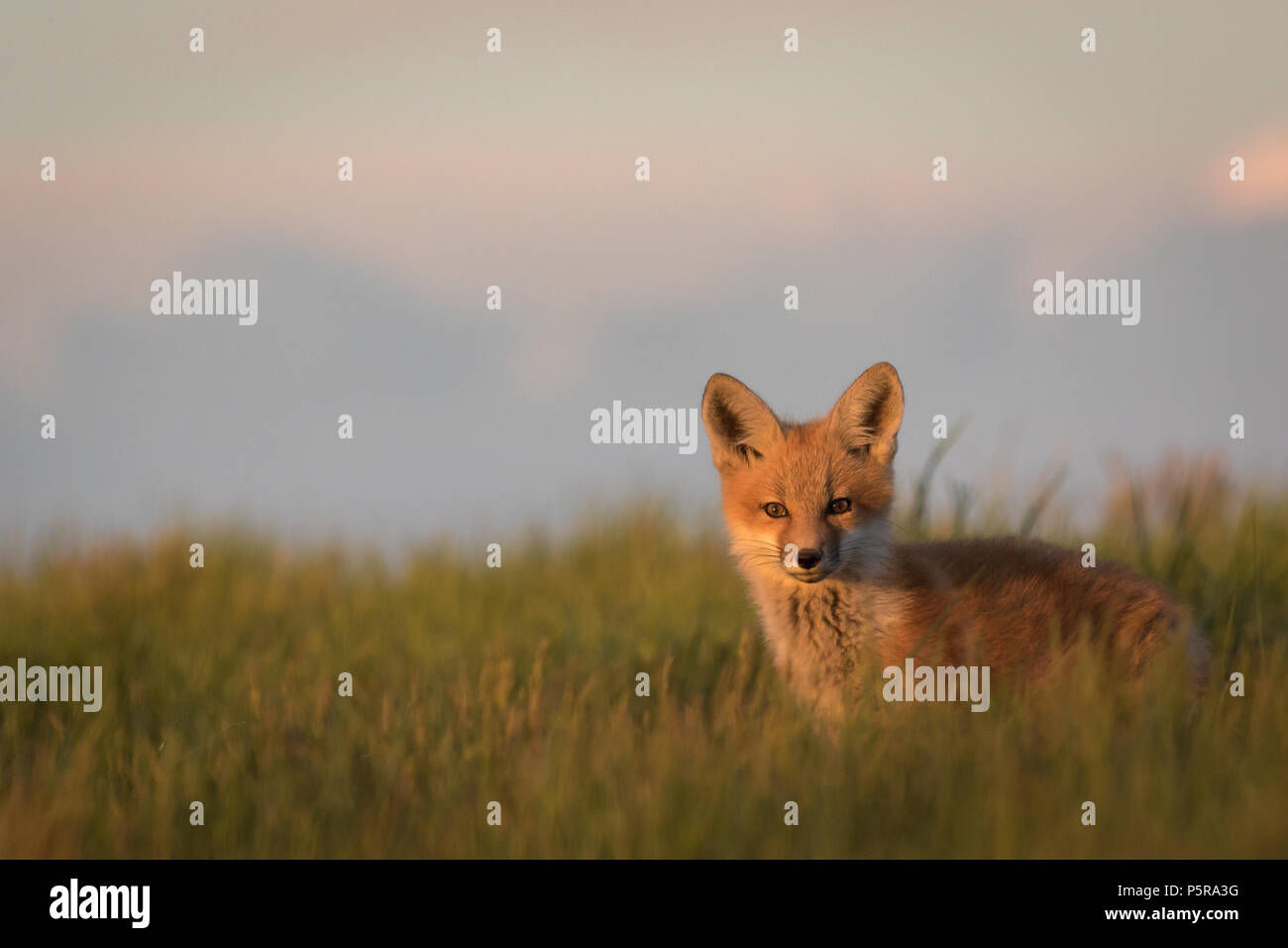Portrait of a young fox pup Stock Photo - Alamy