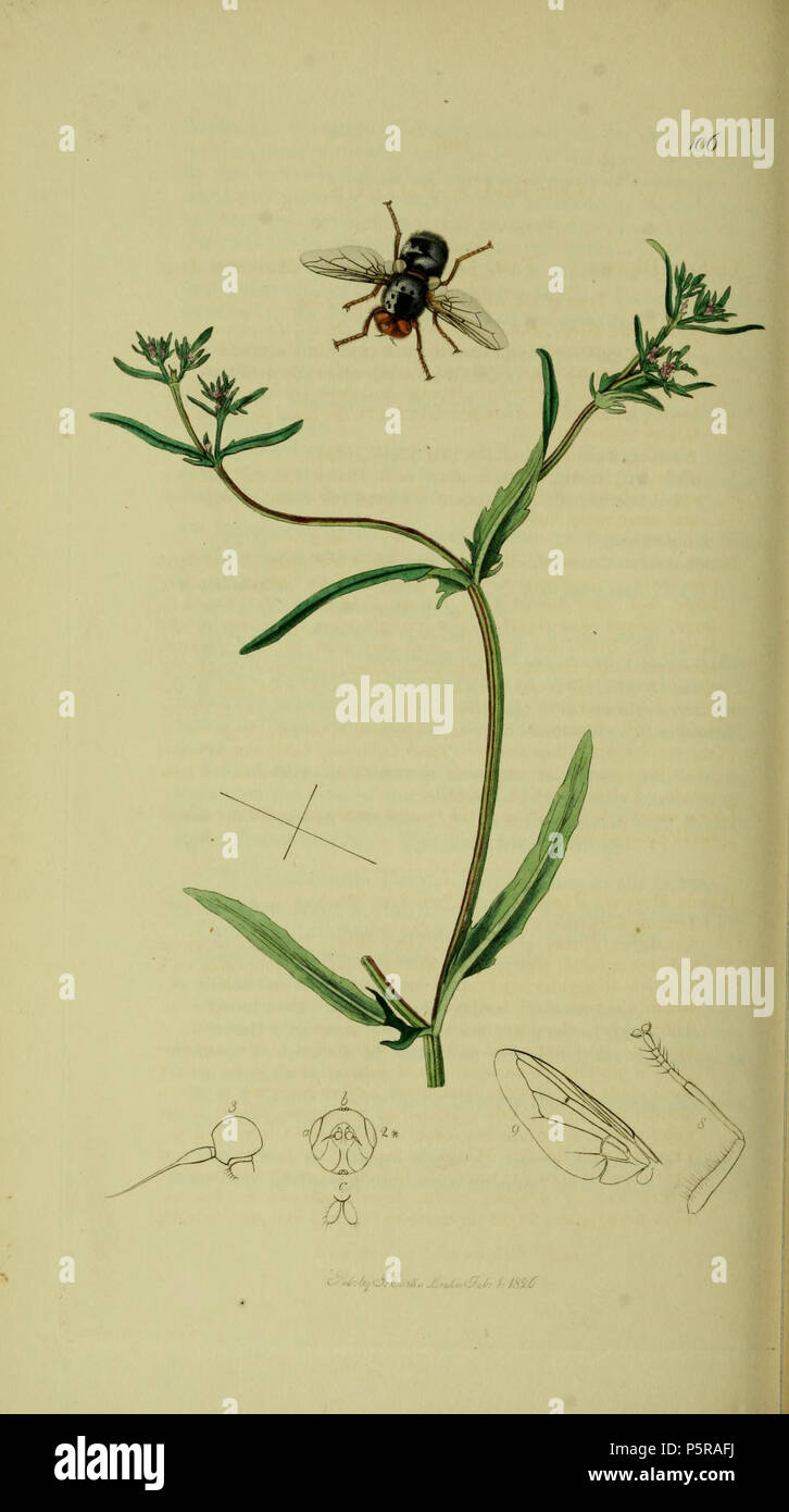 Deer bot fly hi-res stock photography and images - Alamy