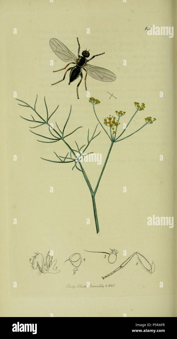 Cheese fly (piophila casei) hi-res stock photography and images - Alamy