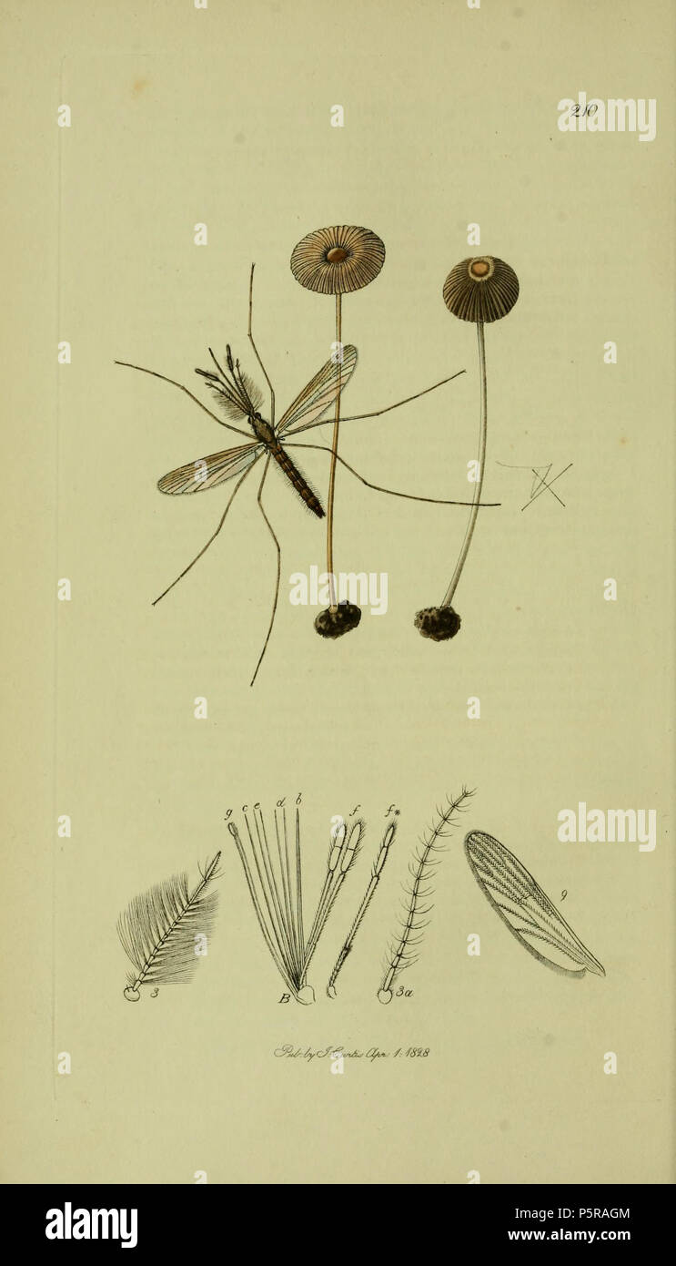 Anopheles claviger hi-res stock photography and images - Alamy