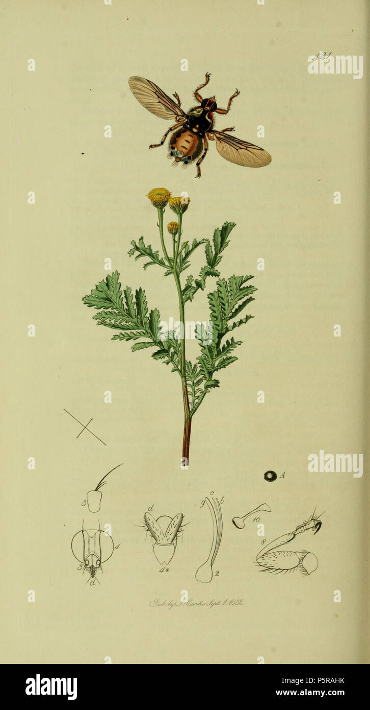 Hippobosca equina hi-res stock photography and images - Alamy