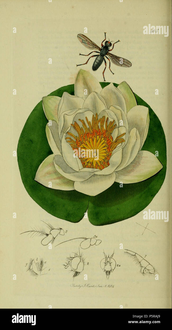 Hydromyza livens hi-res stock photography and images - Alamy