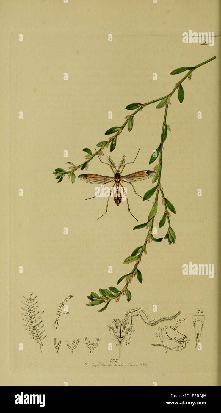 Common gnat hi-res stock photography and images - Alamy