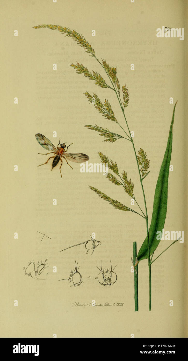 N/A. English: John Curtis British Entomology (1824-1840) Folio 721 ...